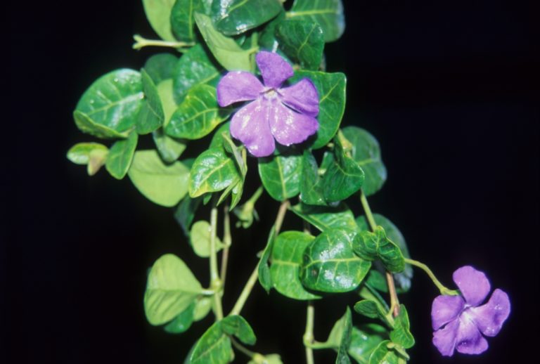 Vinca Minor- Classic Flowering Ground Cover - Peekskill Nurseries