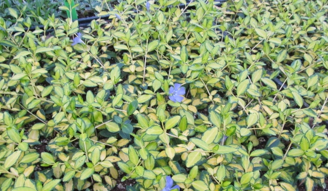Vinca Minor- Classic Flowering Ground Cover - Peekskill Nurseries